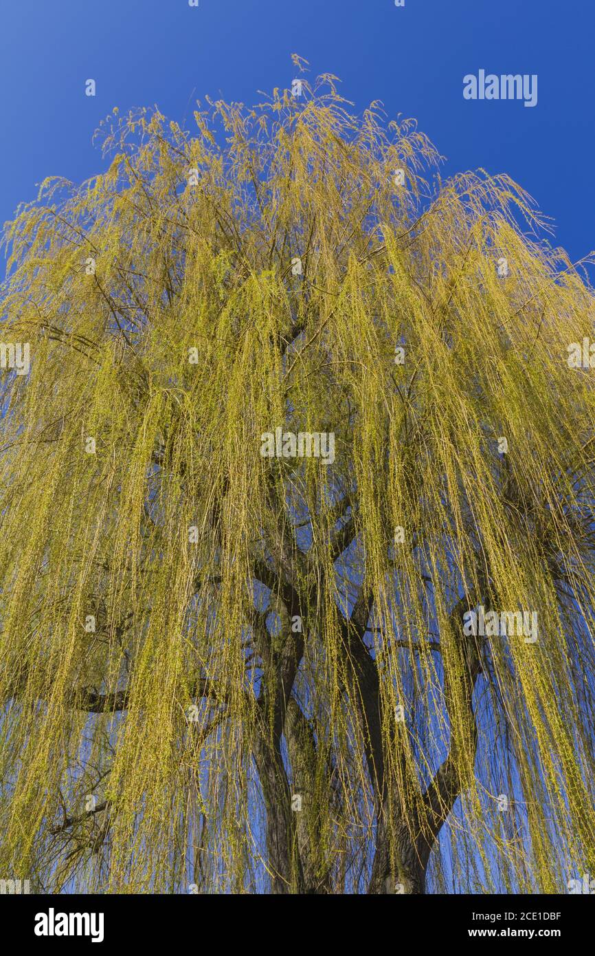 Young weeping willow tree hi-res stock photography and images - Alamy