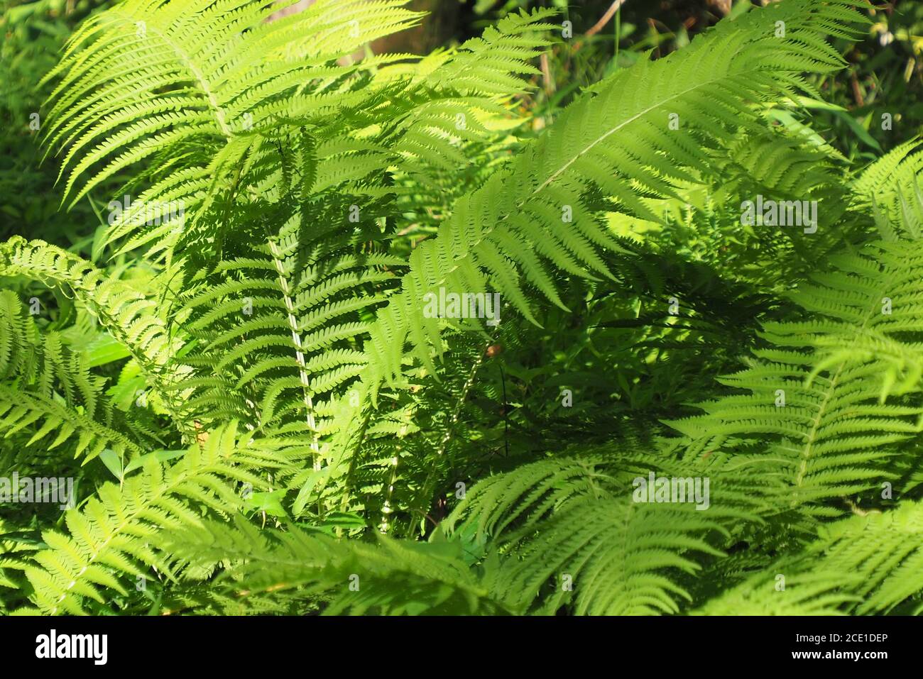 The fern plants are a bright green color Stock Photo - Alamy