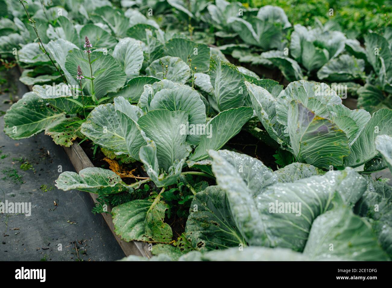 Cabbage garden bed stretching up in rows. Close up Stock Photo - Alamy