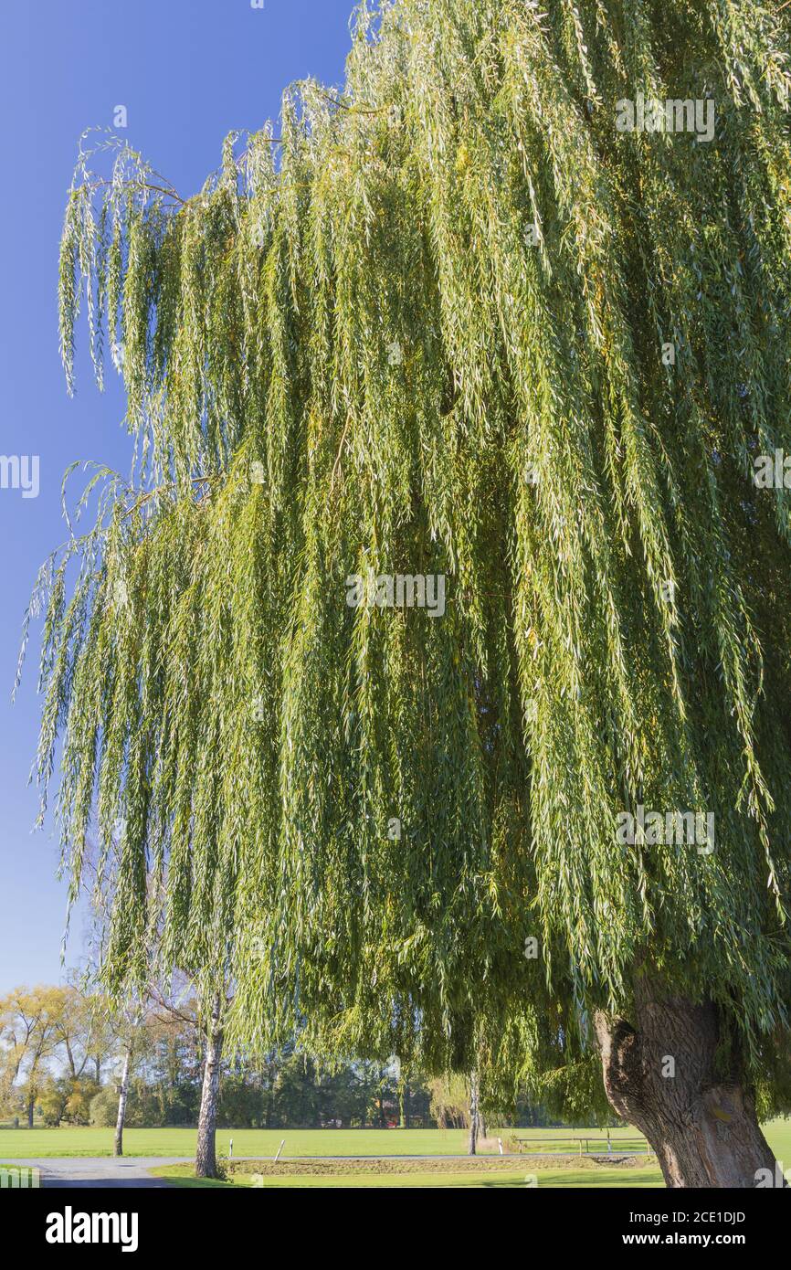 Young weeping willow tree hi-res stock photography and images - Alamy