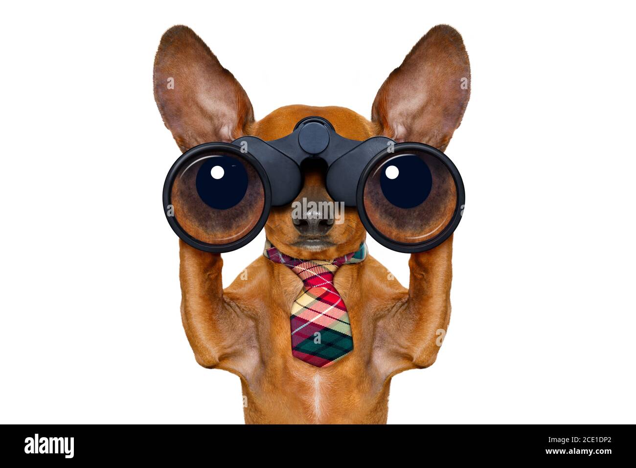 watching dog with binoculars Stock Photo - Alamy
