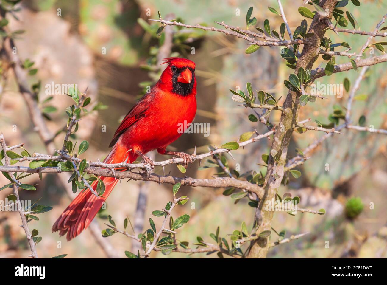 Northern Cardinal, Cardinalis cardinalis, at the Javelina-Martin ranch ...