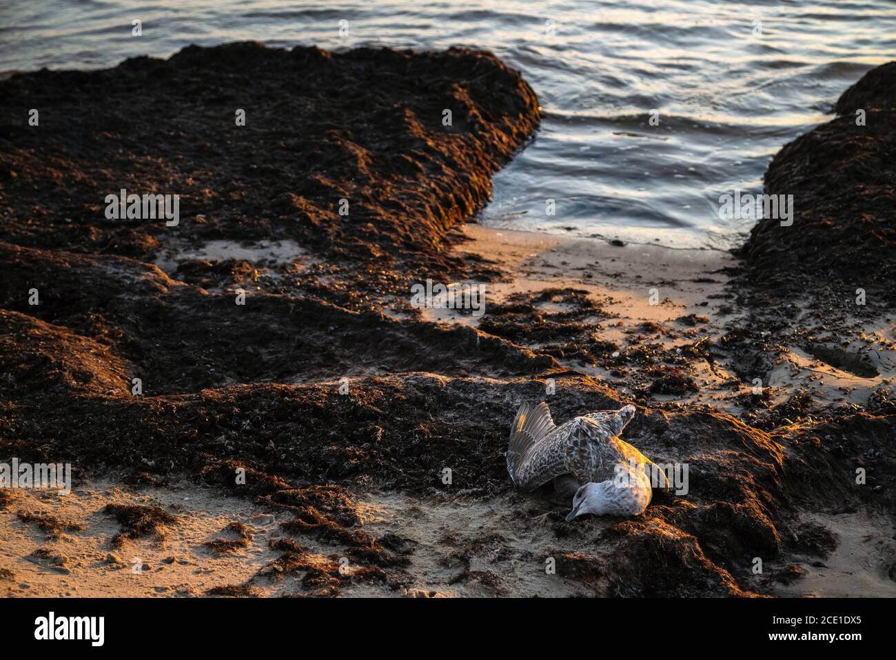 Dead seagull washed up on the sea shore at sunset. Dead sea bird laying ...