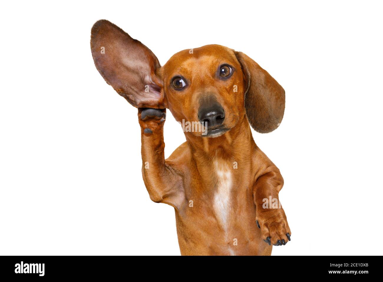 dog listening carefully Stock Photo - Alamy