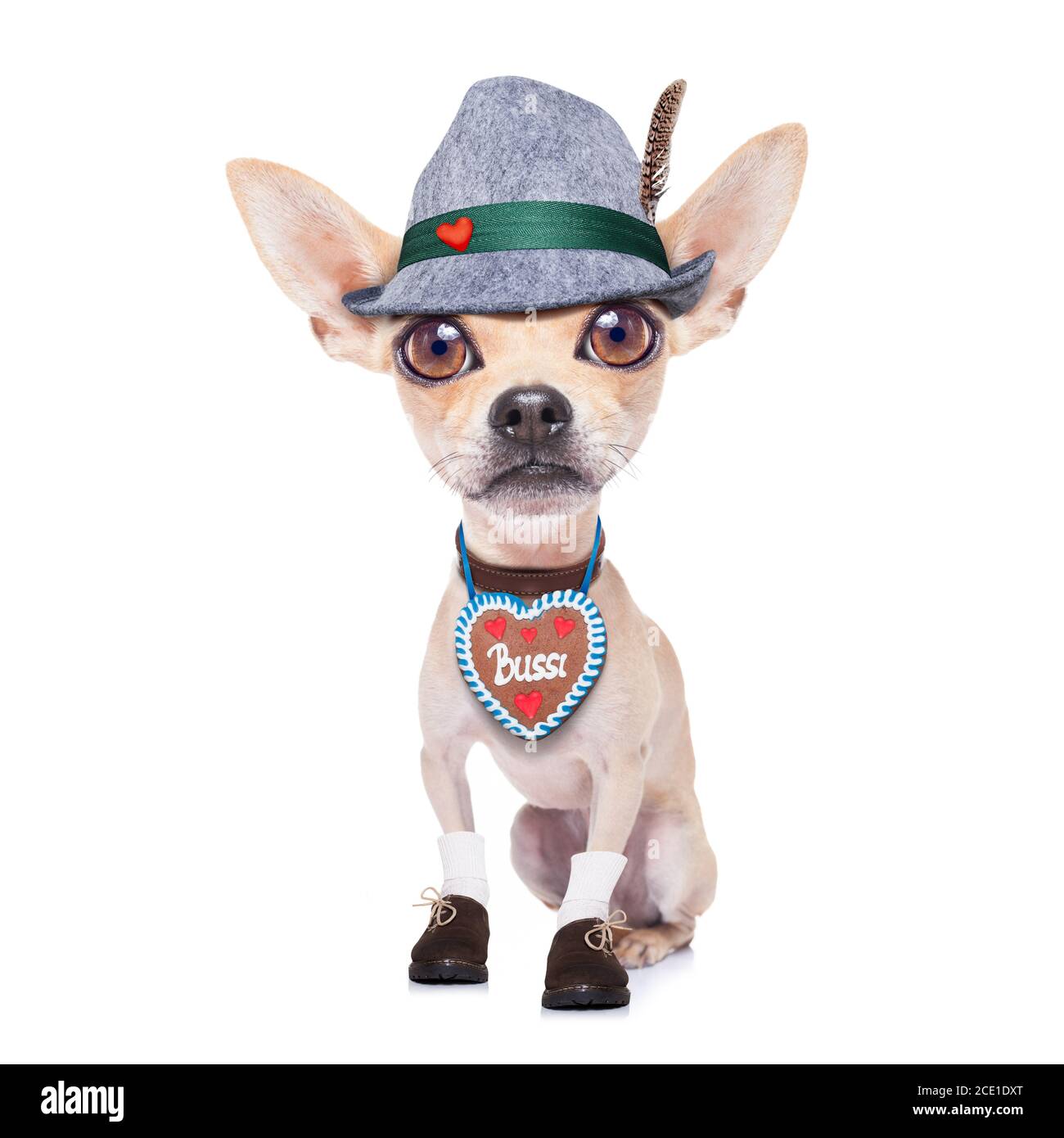 bavarian beer dog Stock Photo - Alamy