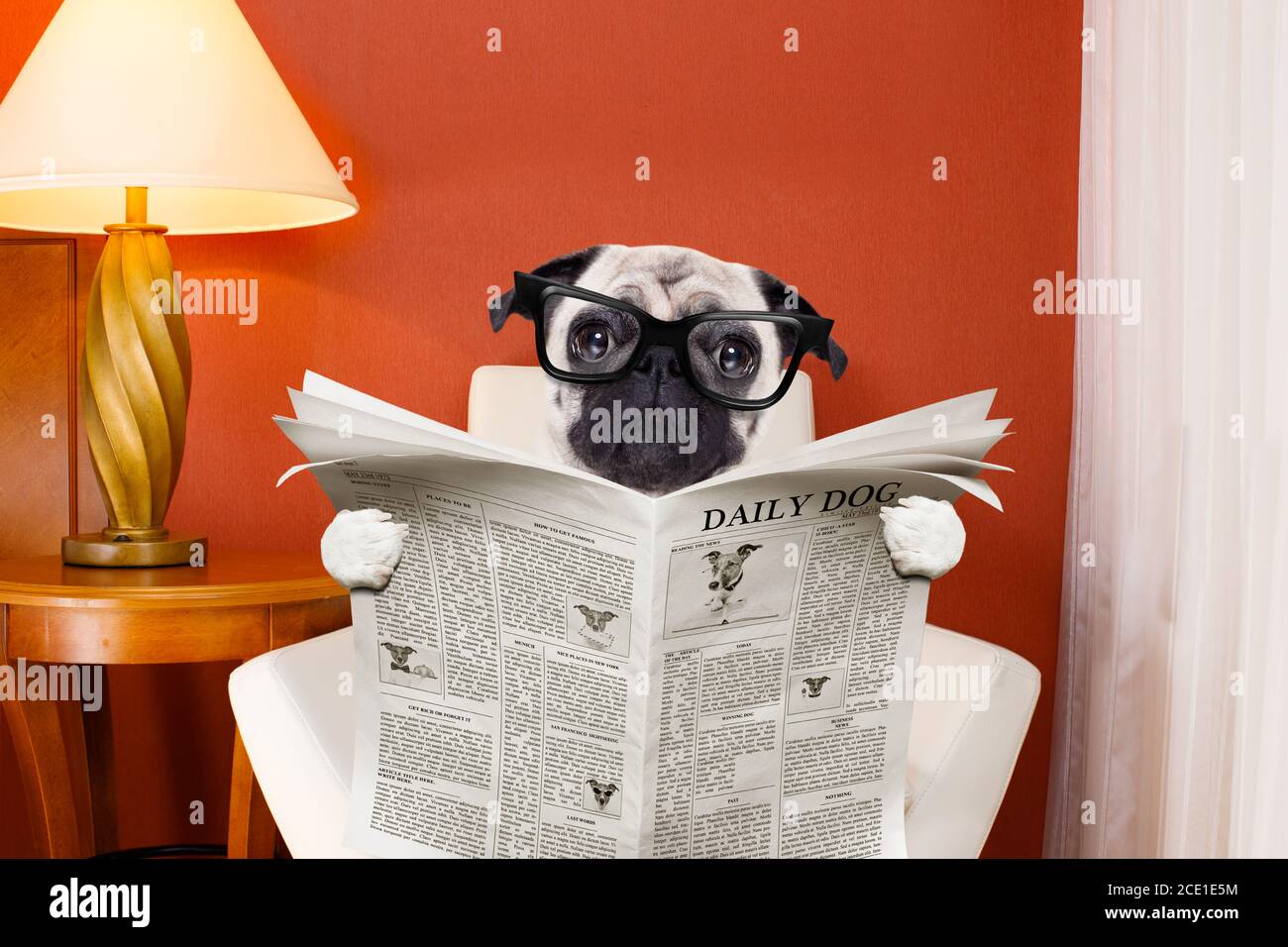 dog reading newspaper at home Stock Photo - Alamy