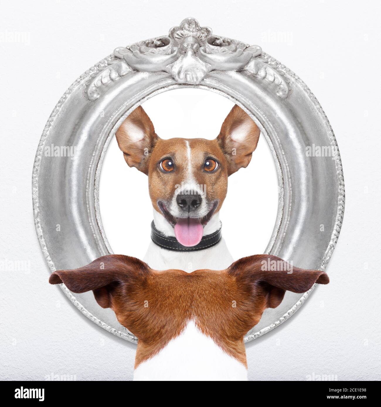 dog at the mirror Stock Photo - Alamy