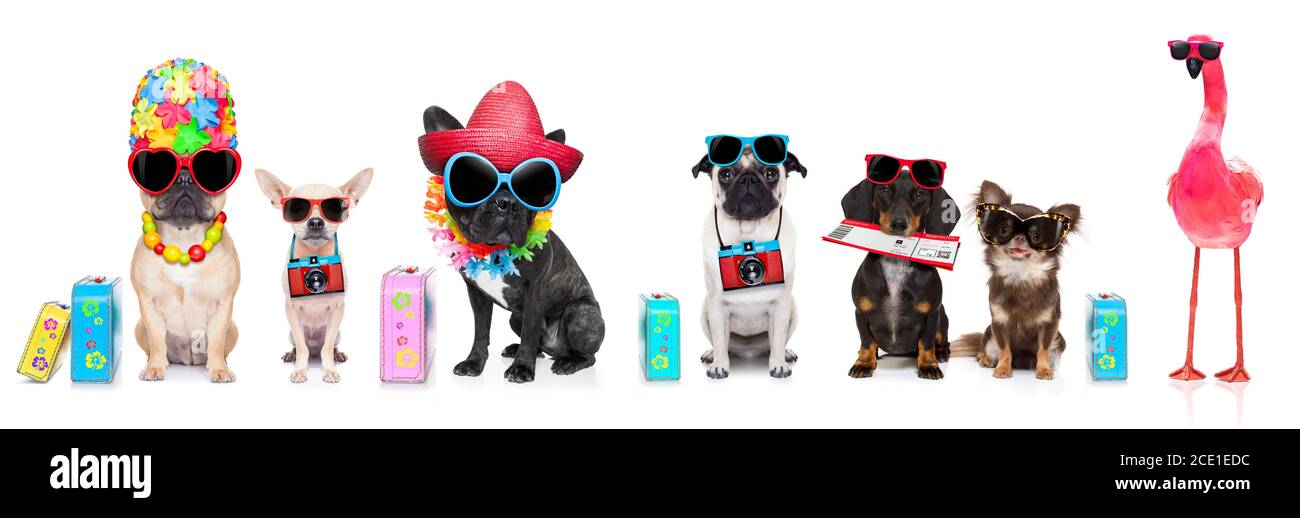 row of dogs on summer vacation Stock Photo - Alamy