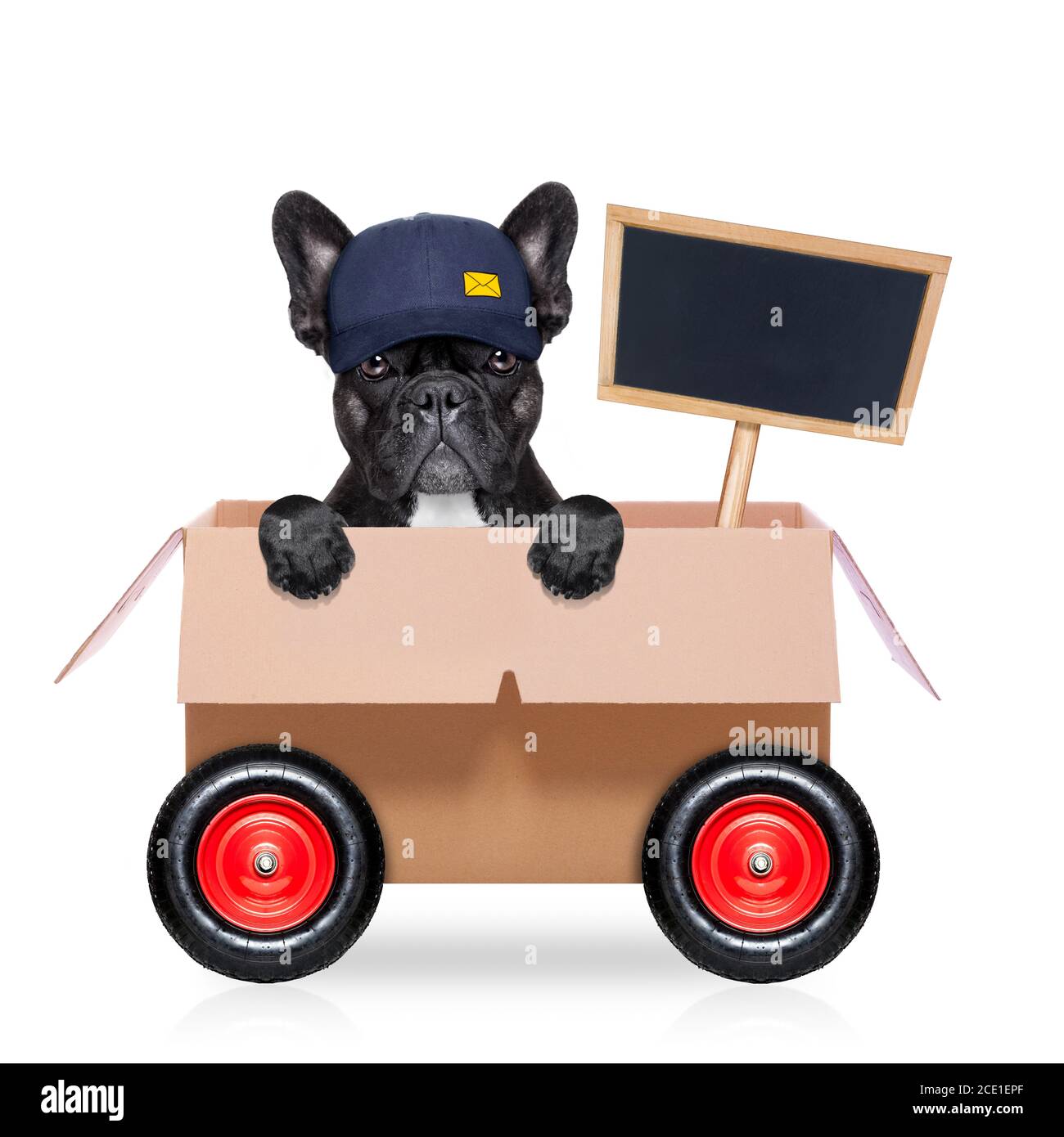 moving box dog Stock Photo - Alamy