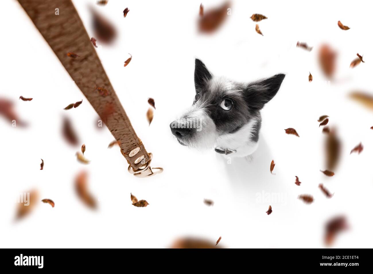 dog and owner with leash in fall autumn Stock Photo - Alamy