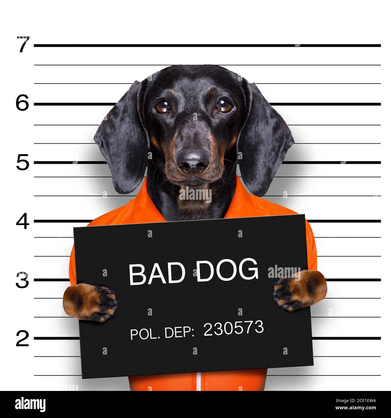 dachshund police mugshot Stock Photo - Alamy