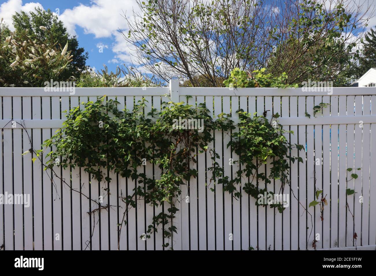 Fence growth hi-res stock photography and images - Alamy