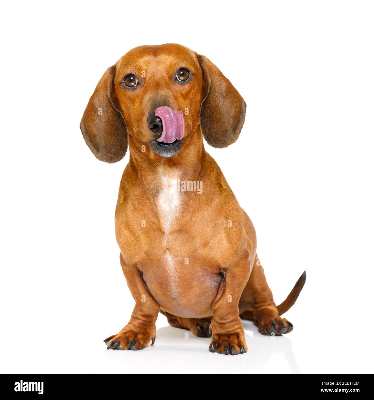 hungry sausage dachshund dog Stock Photo - Alamy