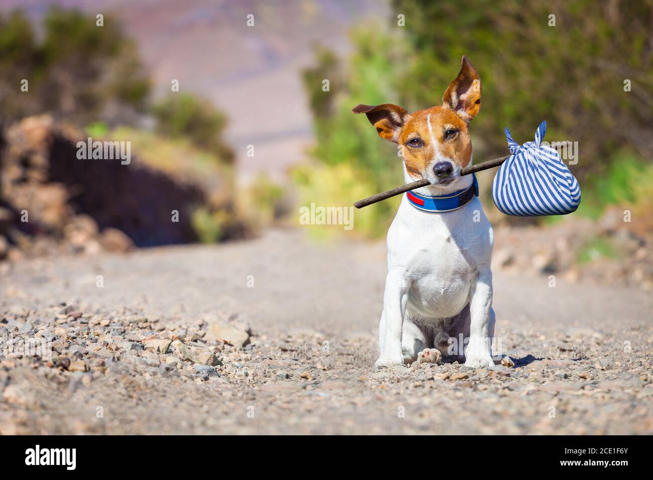 abandoned and lost dog Stock Photo - Alamy