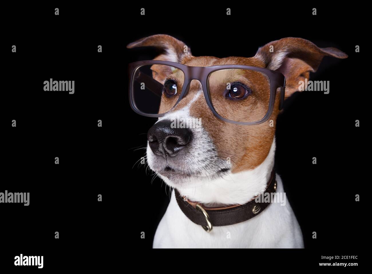 dog isolated on black Stock Photo - Alamy
