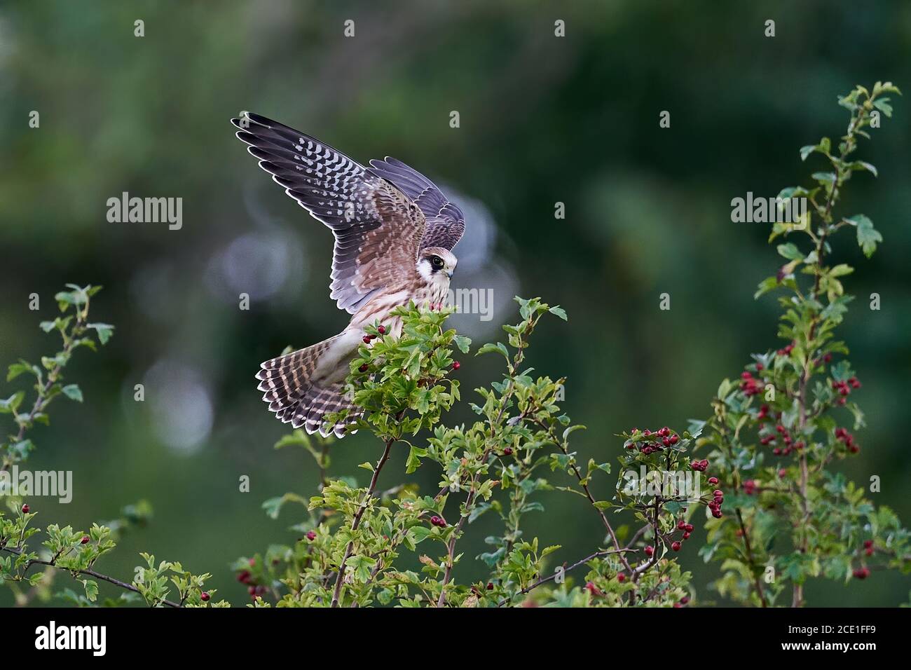 Red-footed falcon in its natural enviroment in Denmark Stock Photo - Alamy