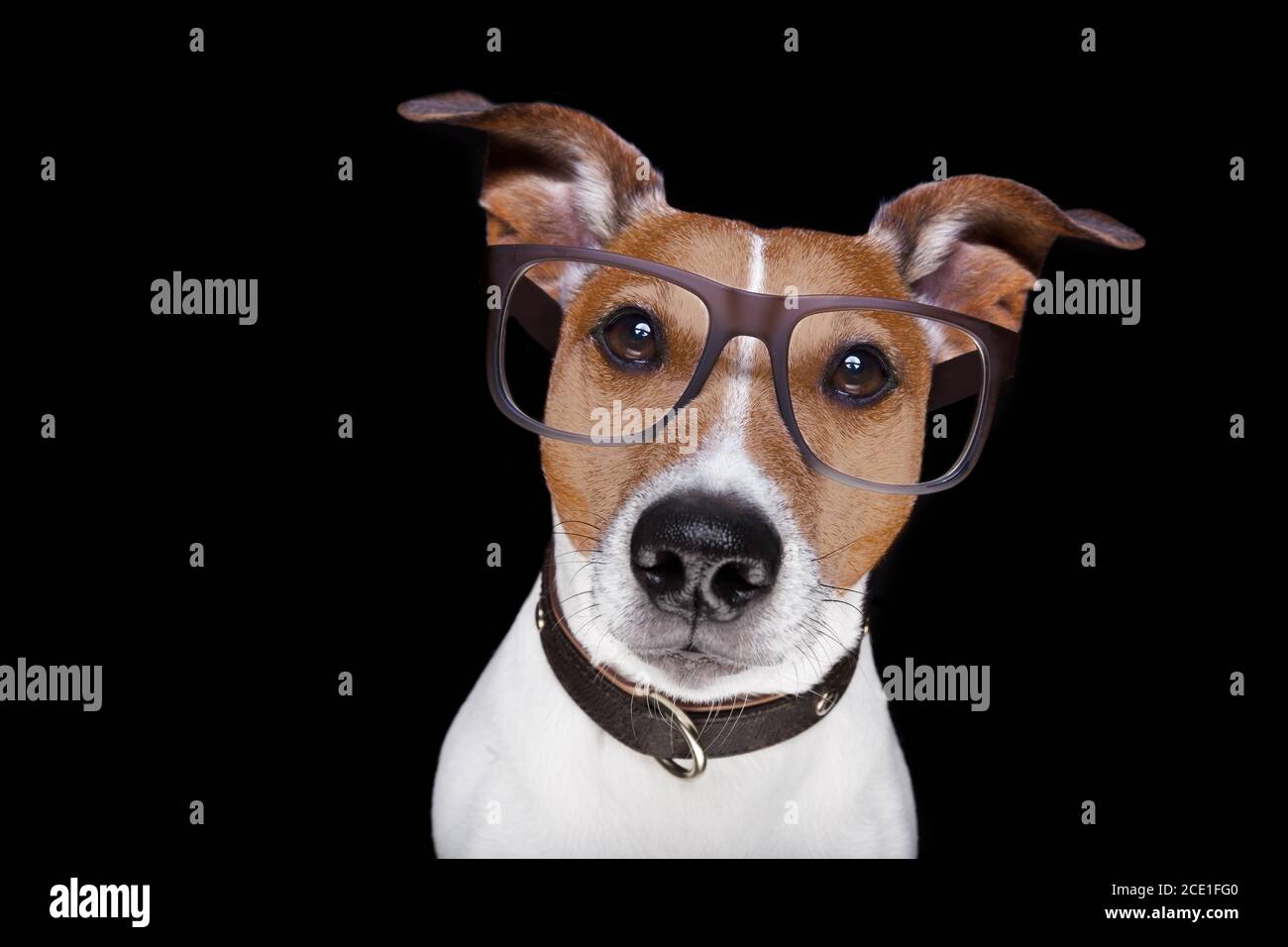 smart dog isolated on black Stock Photo - Alamy
