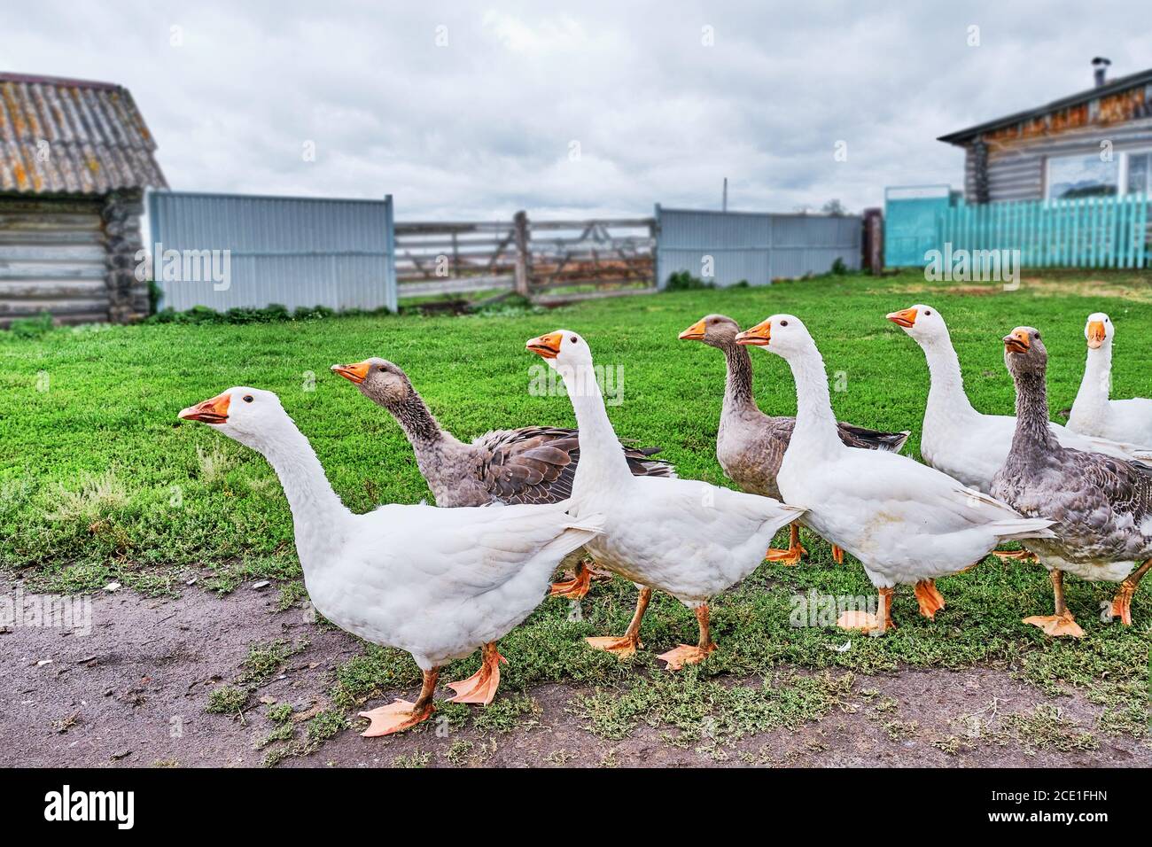 White and motley geese walk in a row through the village Stock Photo ...