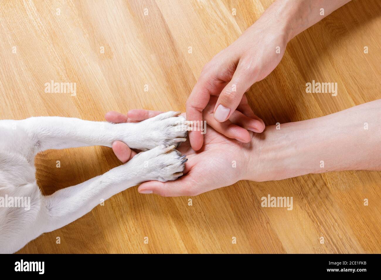 dog and owner handshaking Stock Photo - Alamy