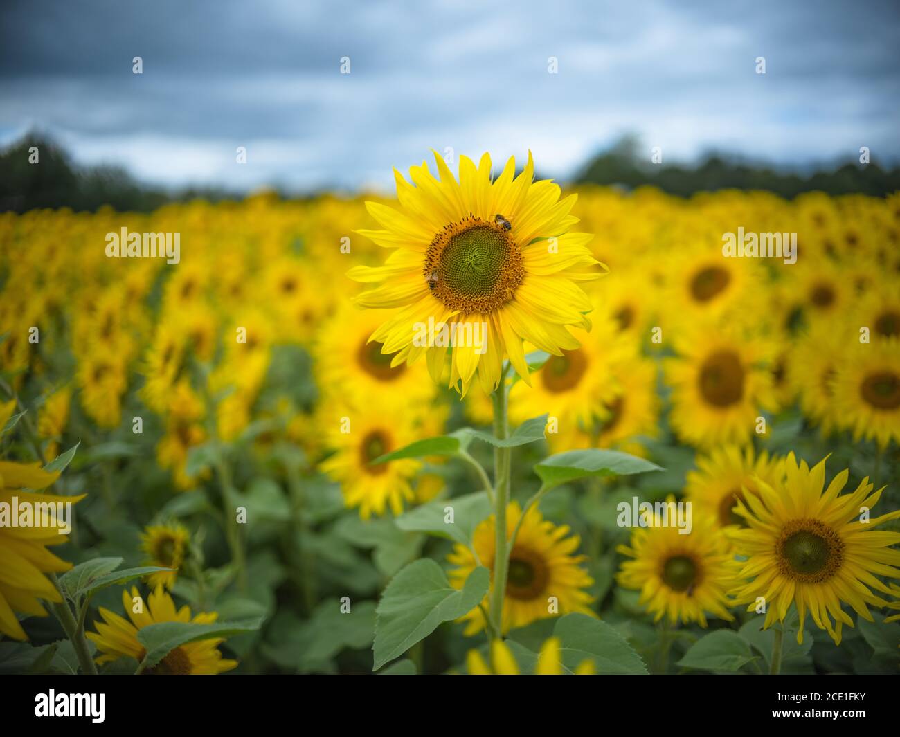 A field of sunflowers in Warwickshire, UK Stock Photo - Alamy