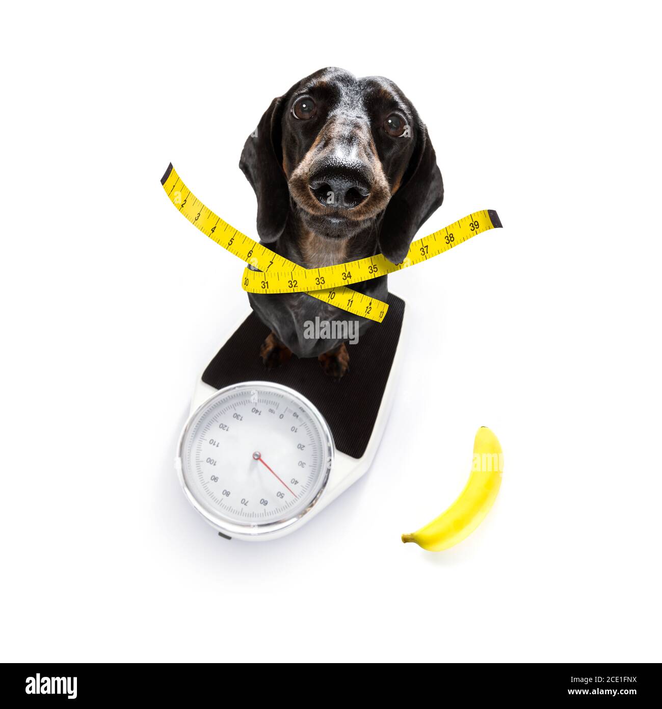 dog on scale , with overweight Stock Photo - Alamy