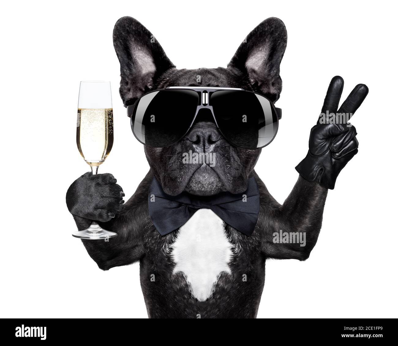 Cute Dog Drink Cocktail High Resolution Stock Photography and Images ...