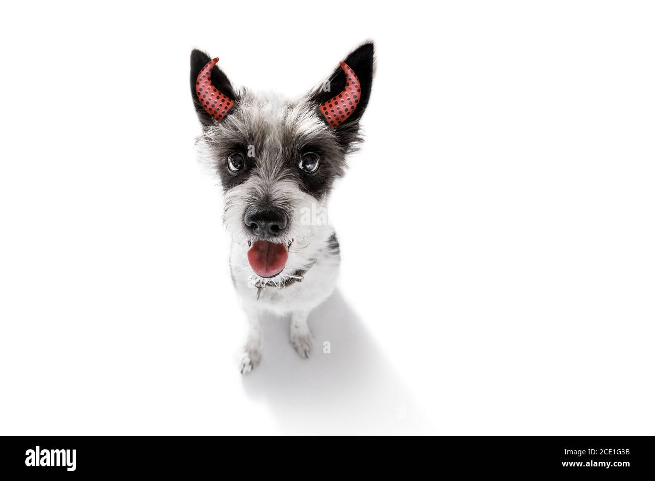 Halloween poodle Cut Out Stock Images & Pictures - Alamy