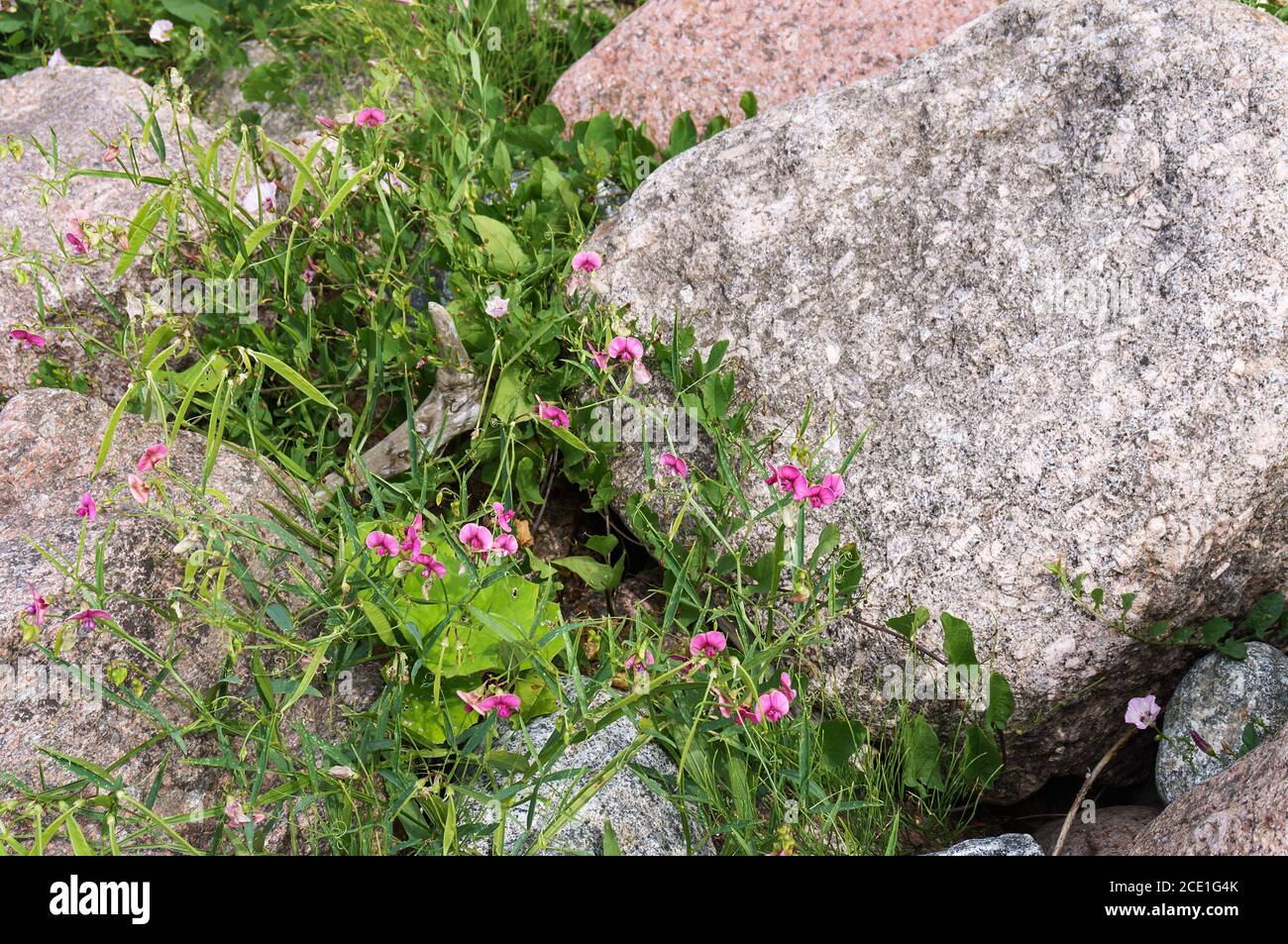 blooming plants among the rocks, pink flowers in the cliff Stock Photo ...