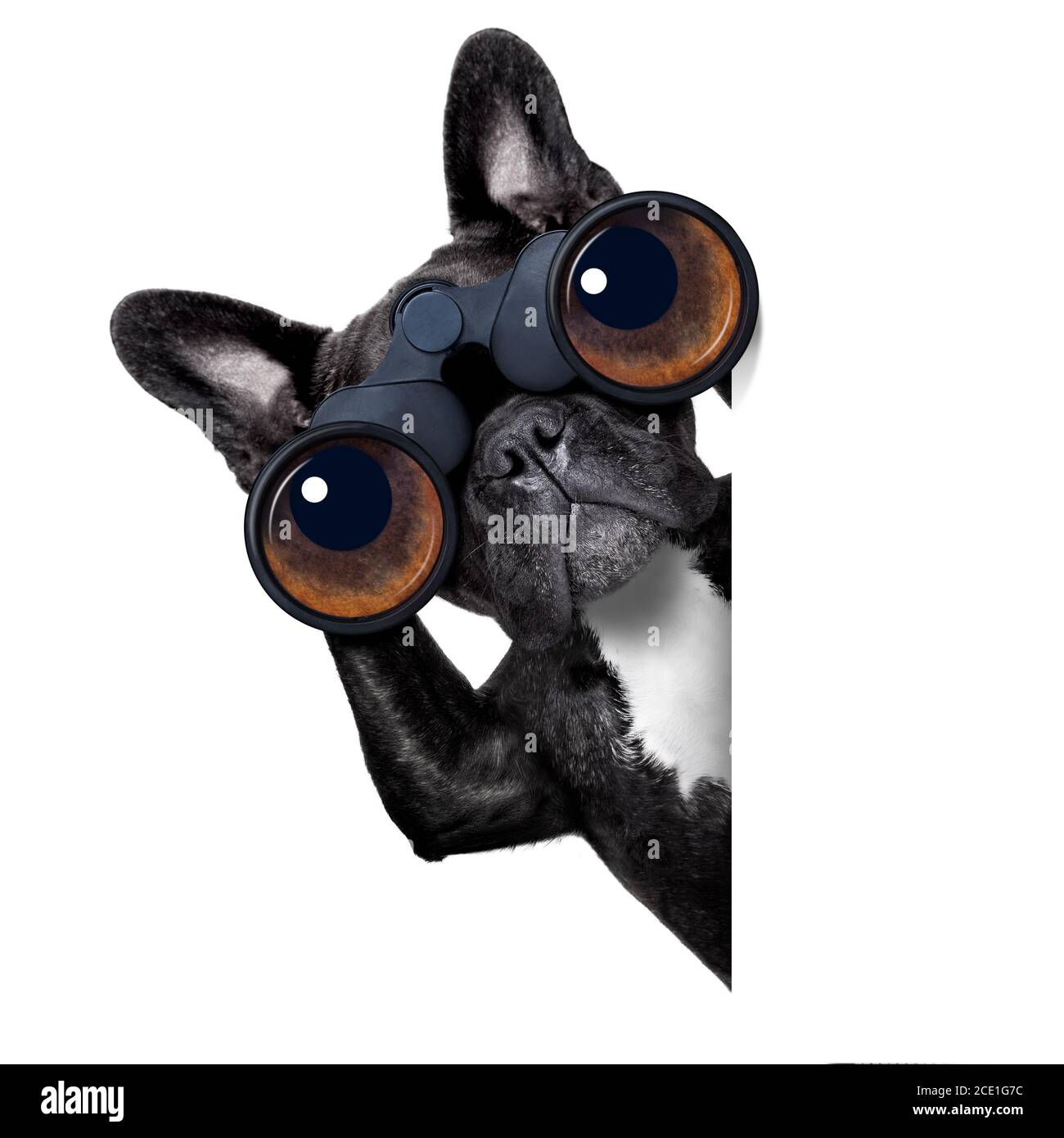 dog looking through binoculars Stock Photo - Alamy