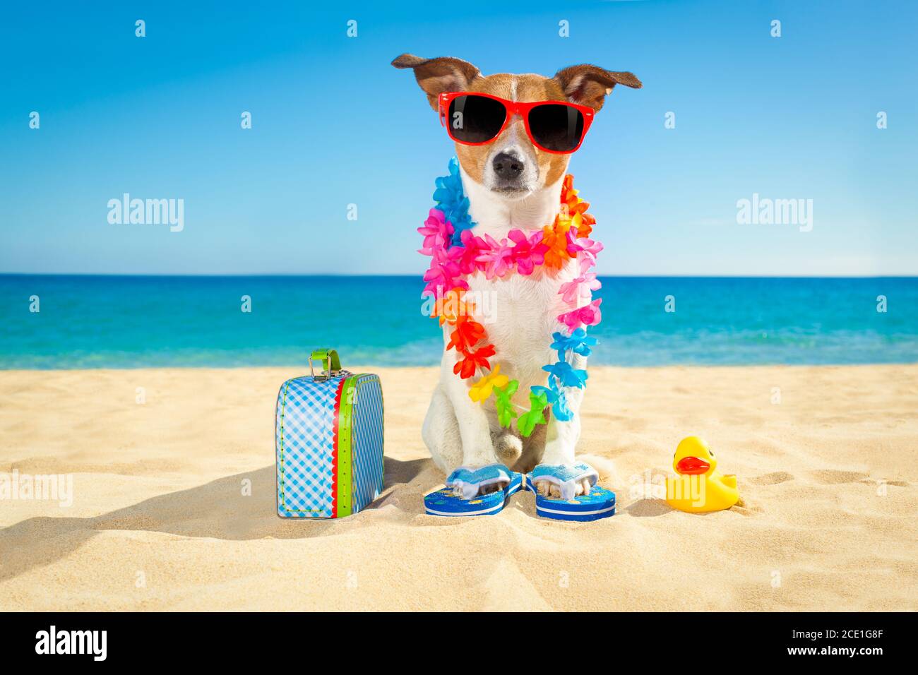 tourist dog at the beach Stock Photo - Alamy