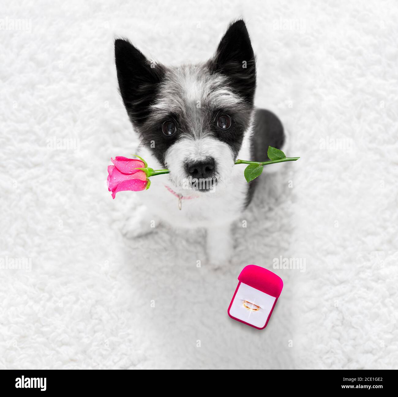 wedding proposal dog with marraige ring Stock Photo - Alamy