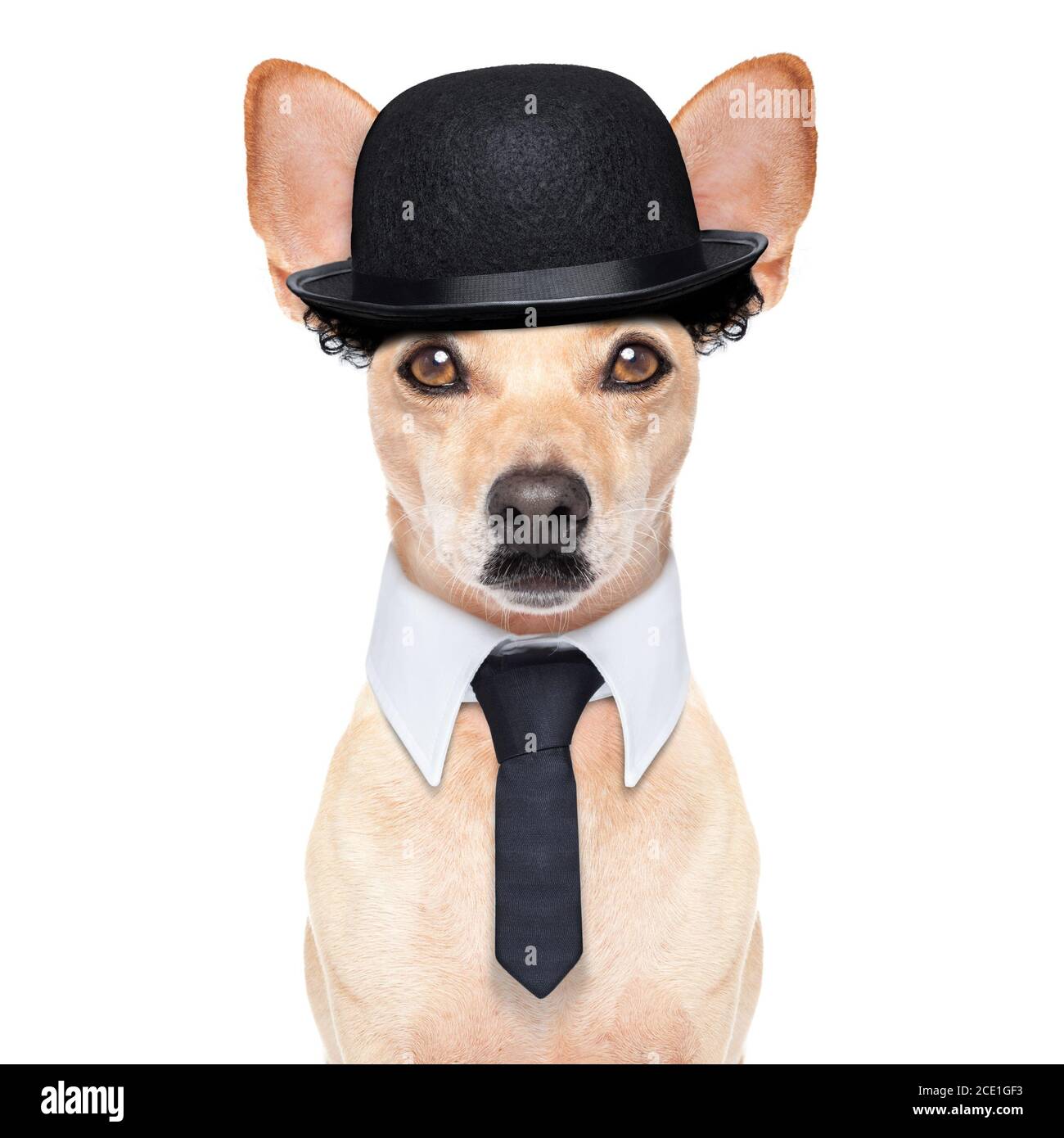 Dogs Wearing Mustaches