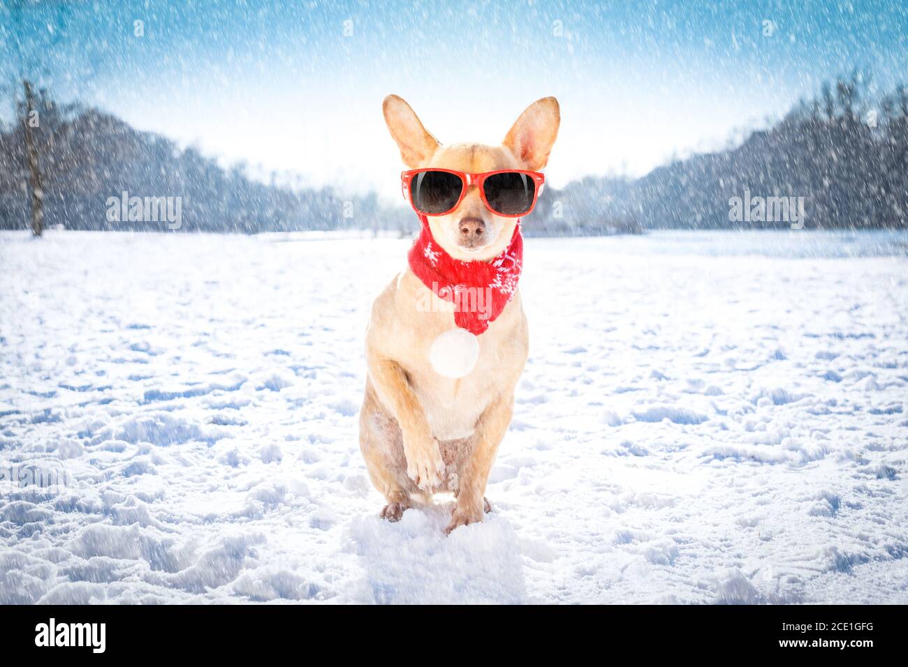 freezing icy dog in snow Stock Photo - Alamy