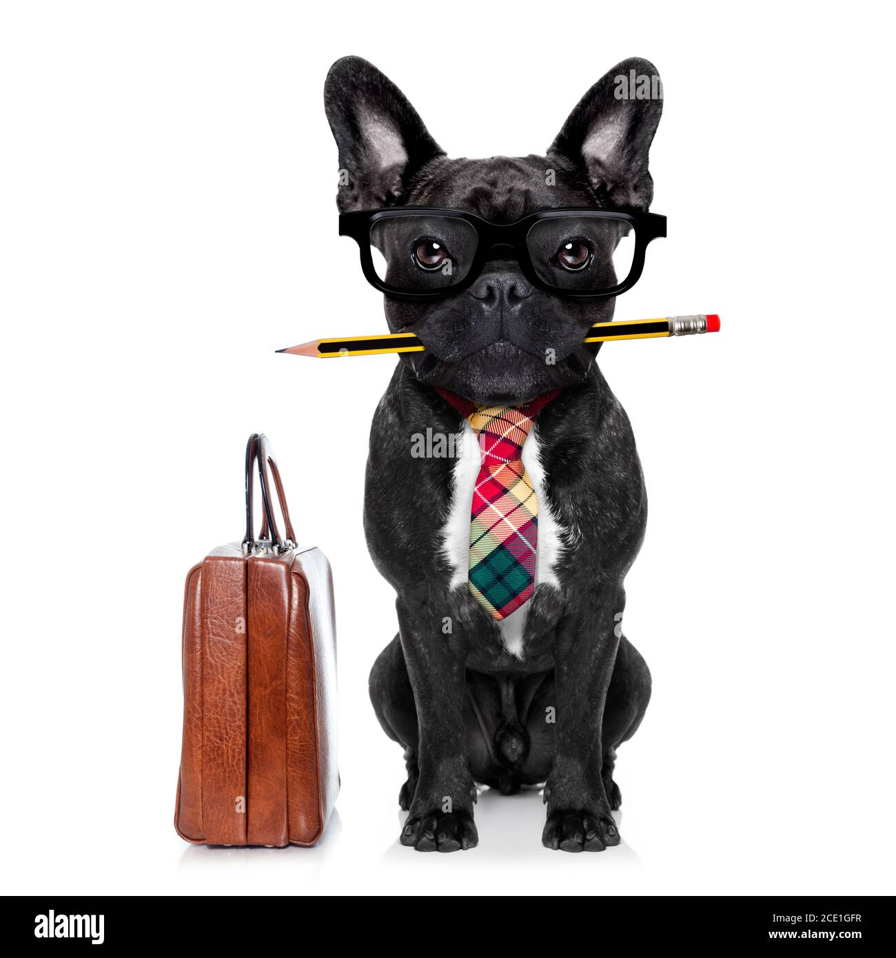office worker dog Stock Photo - Alamy
