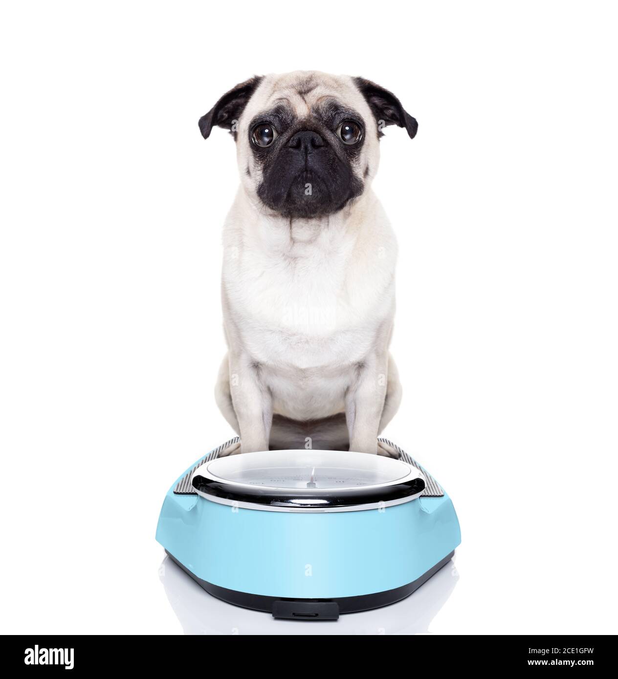 fat dog on scale Stock Photo - Alamy