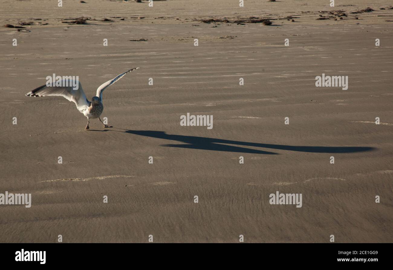 Seagull flying over the beach Stock Photo - Alamy