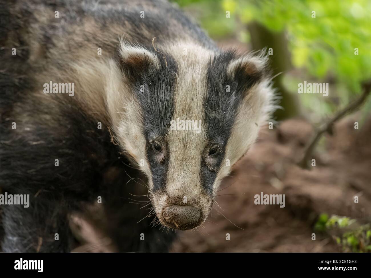 Badger close up hi-res stock photography and images - Alamy