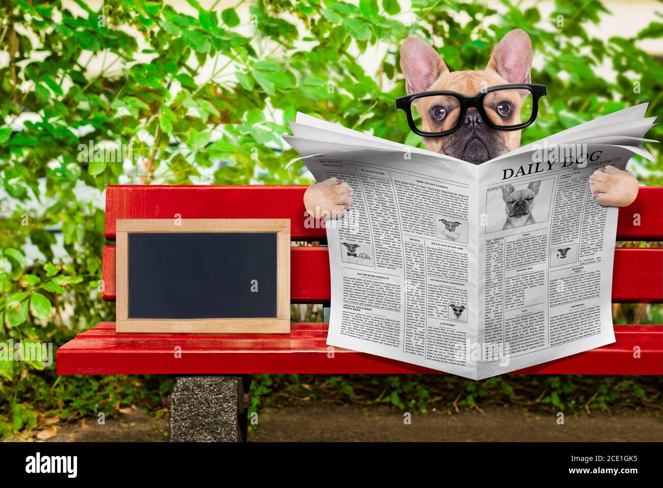 dog reading newspaper Stock Photo - Alamy