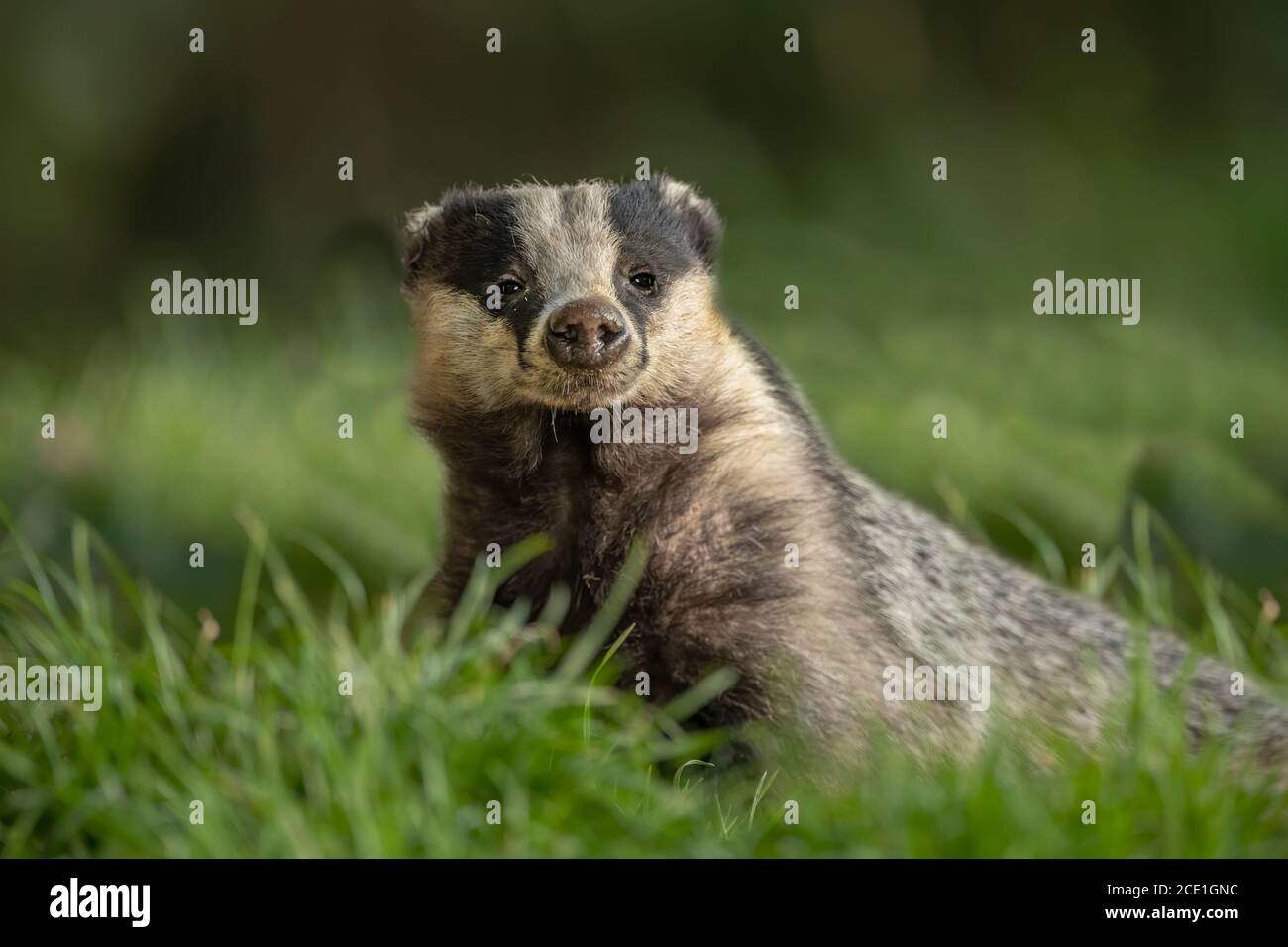 Badger close up hi-res stock photography and images - Alamy