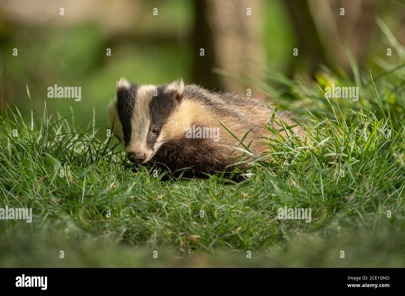 Uk badger hi-res stock photography and images - Alamy