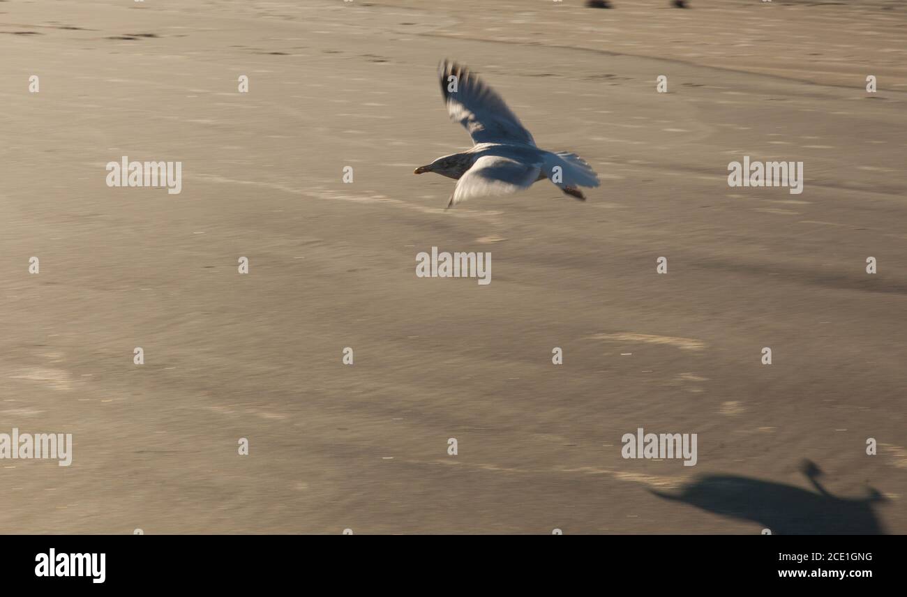 Seagull flying over the beach Stock Photo - Alamy