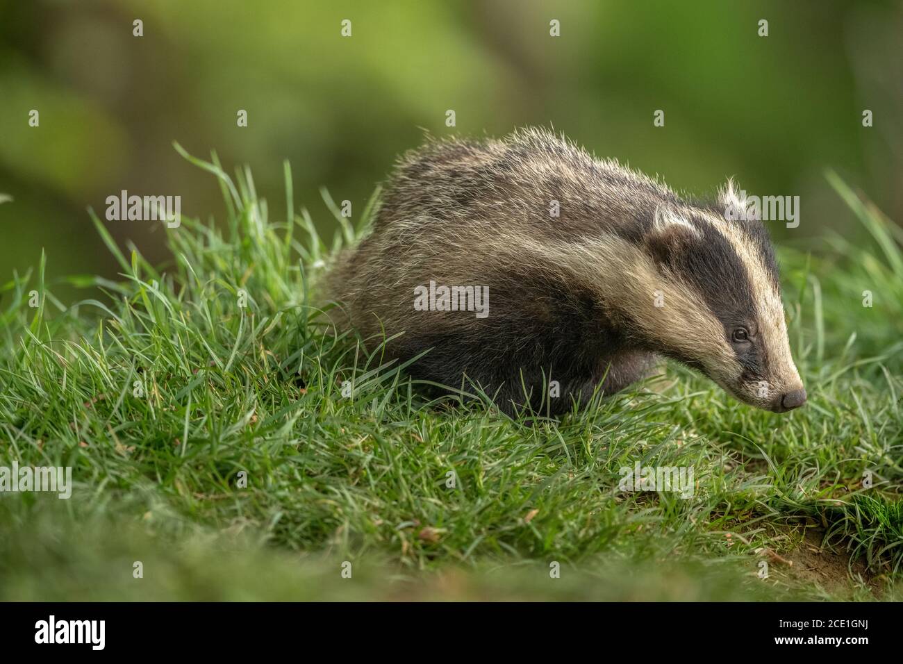 Uk badger hi-res stock photography and images - Alamy