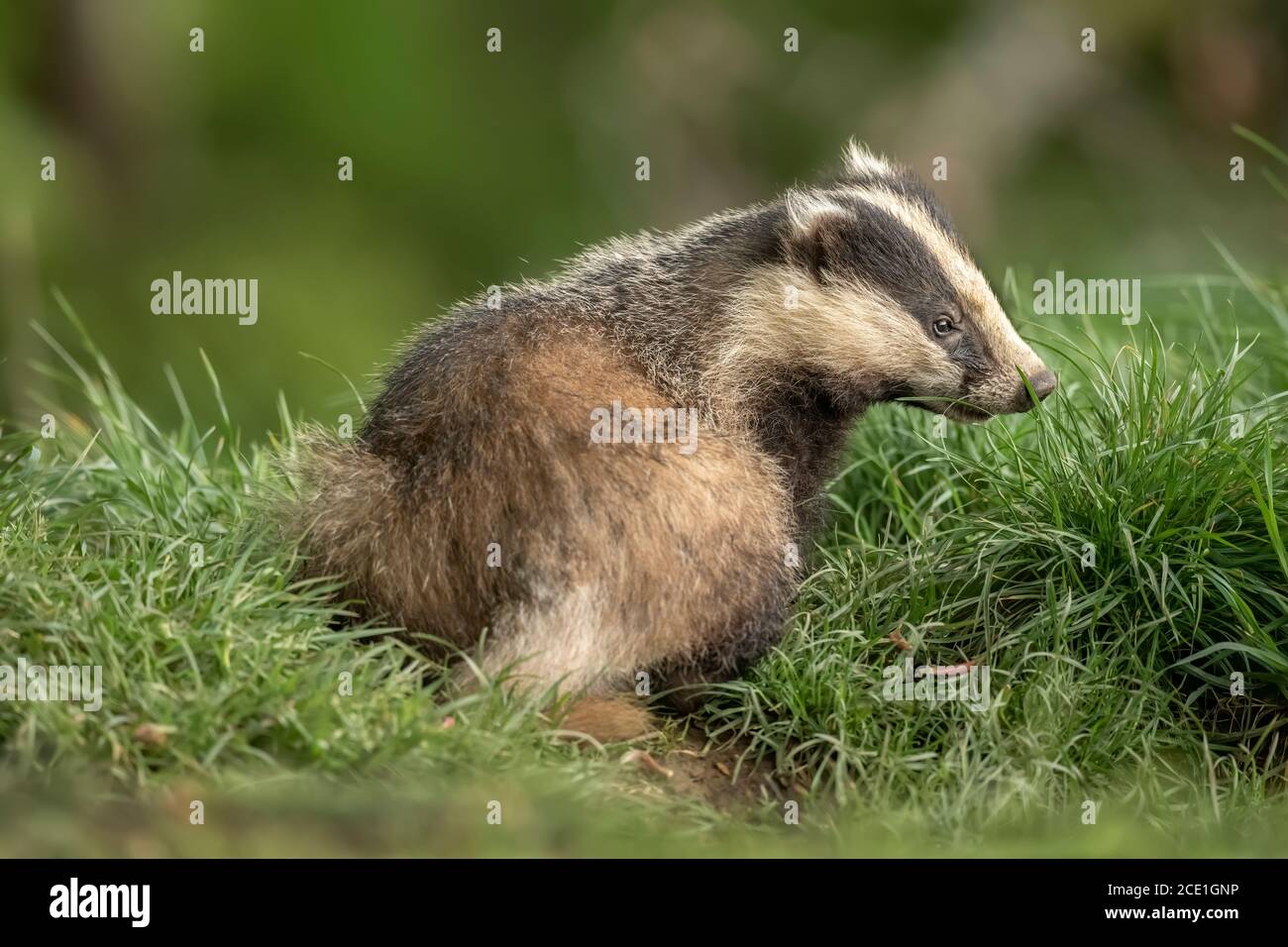 Uk badger hi-res stock photography and images - Alamy