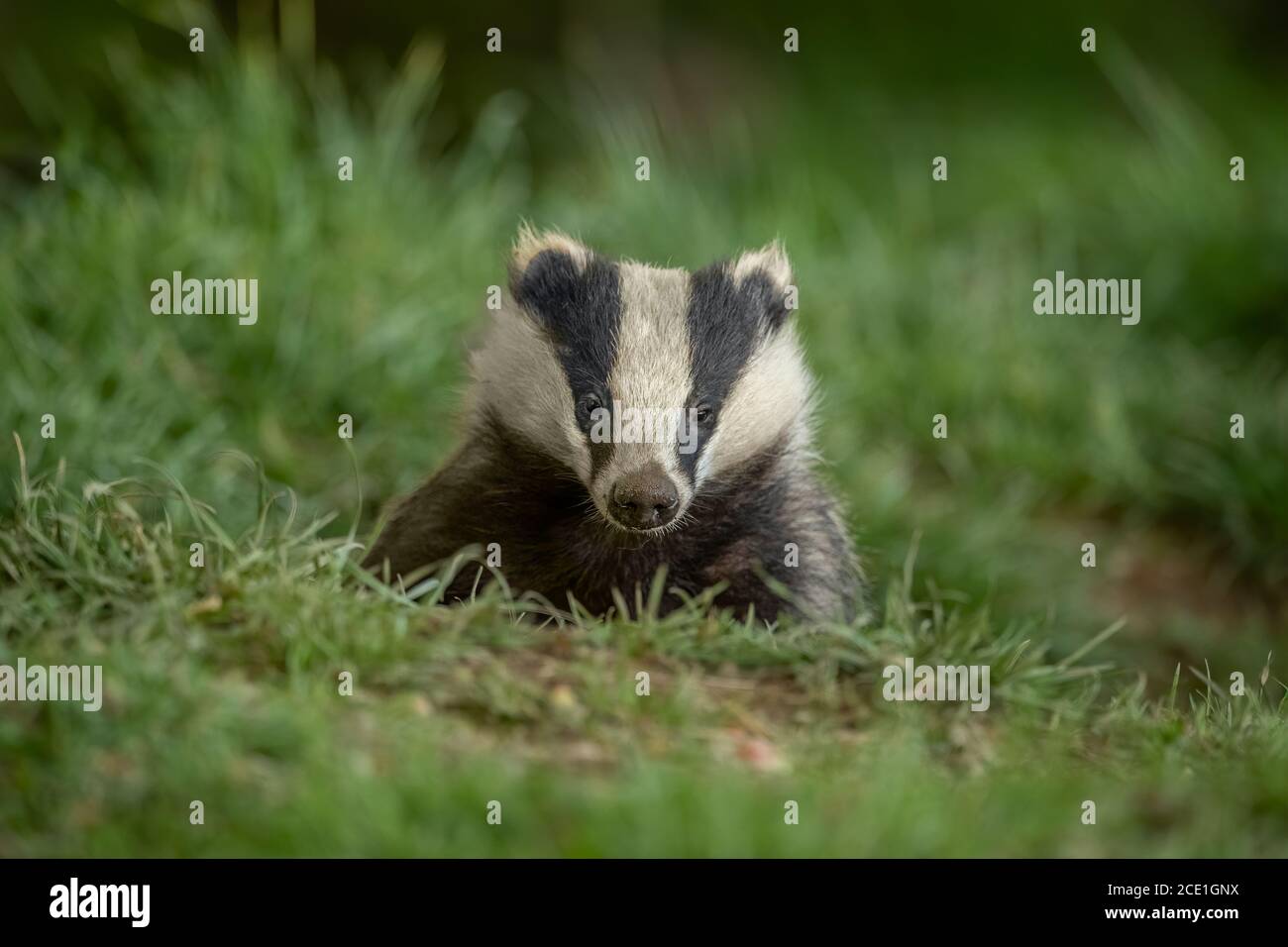 Badger close up hi-res stock photography and images - Alamy