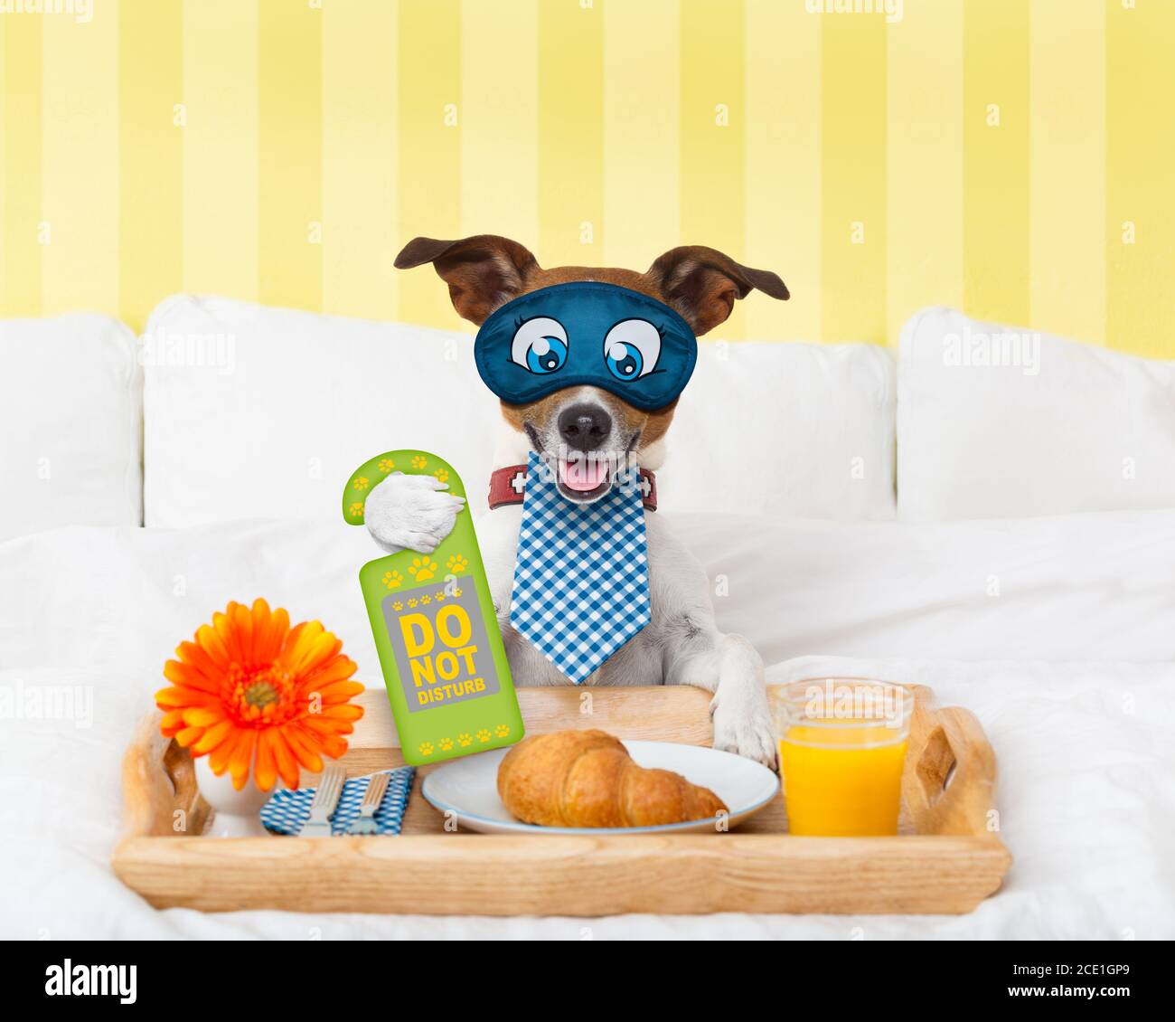 do not disturb sign with dog Stock Photo - Alamy