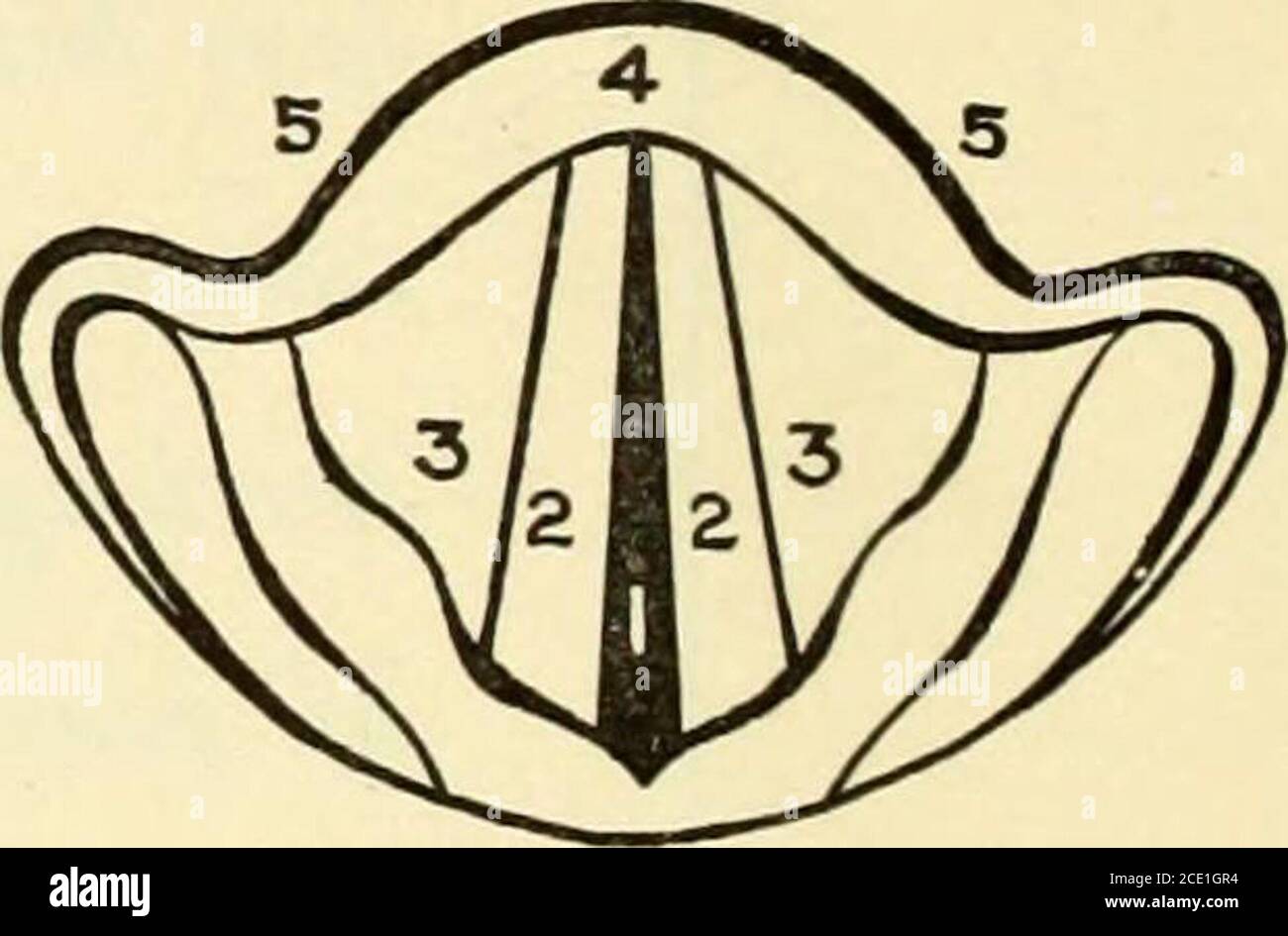 True vocal cords hi-res stock photography and images - Alamy