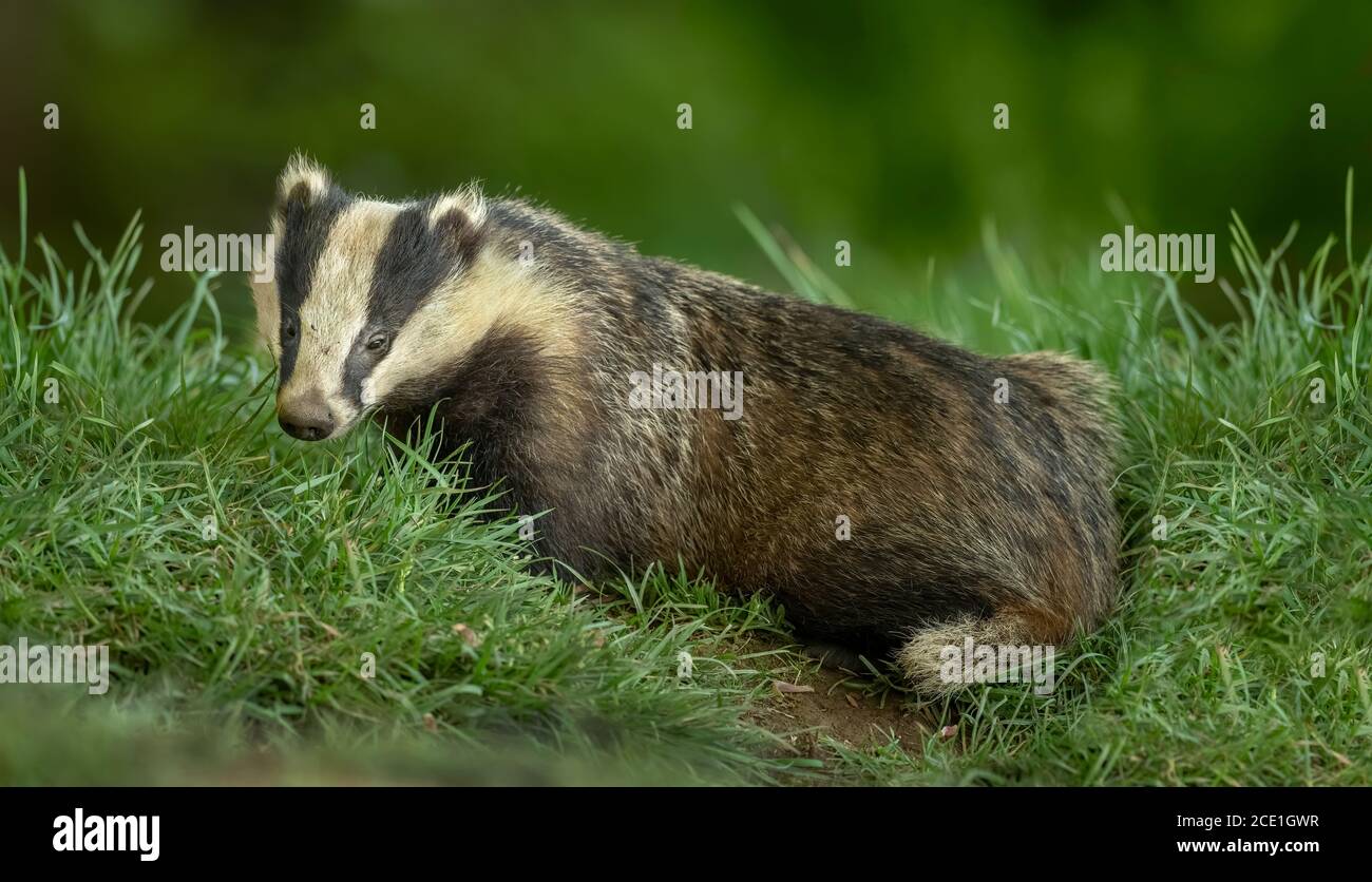Badger close up hi-res stock photography and images - Alamy