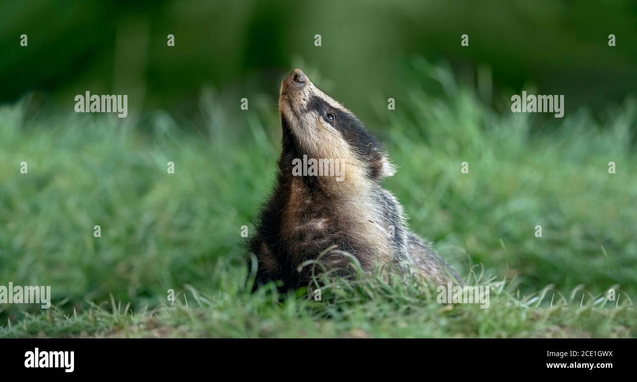 Badger close up hi-res stock photography and images - Alamy