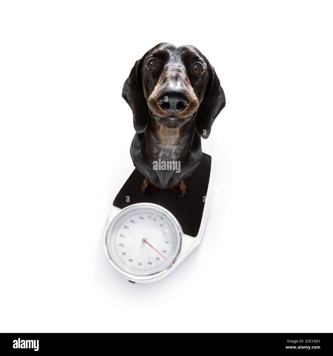 dog on scale , with overweight Stock Photo - Alamy