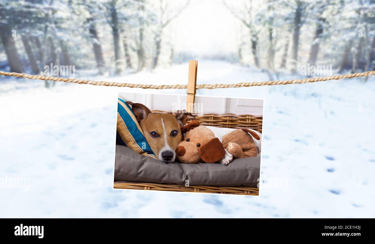 cute photo of dog on string in winter Stock Photo - Alamy